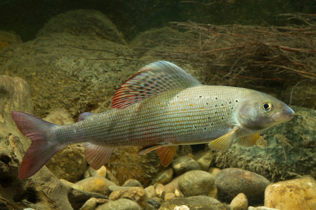 Äsche - Landesfischereiverband Bayern