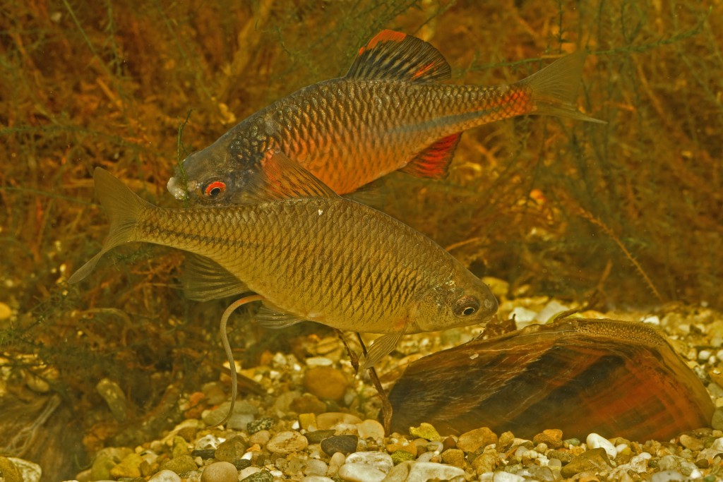 Bitterling - Landesfischereiverband Bayern