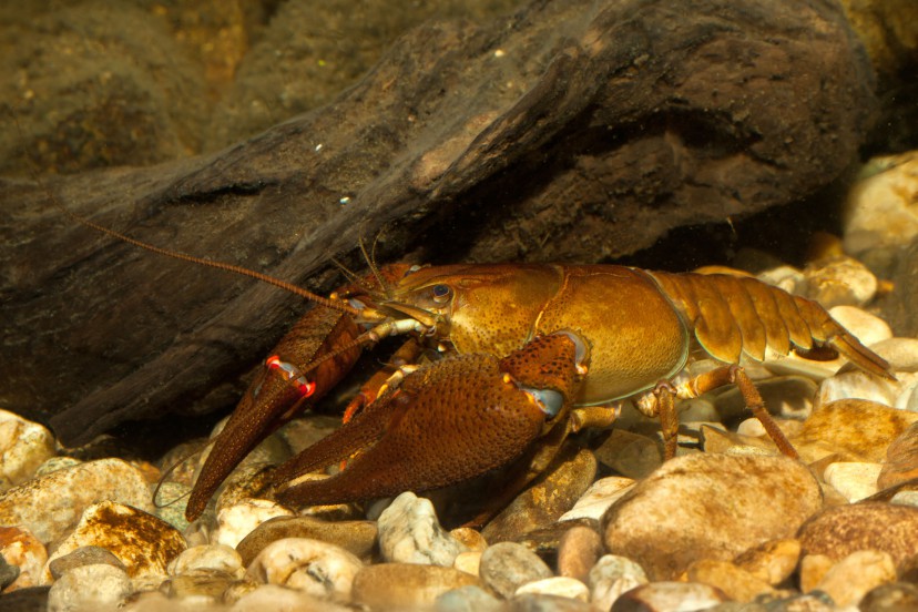 Edelkrebs - Landesfischereiverband Bayern