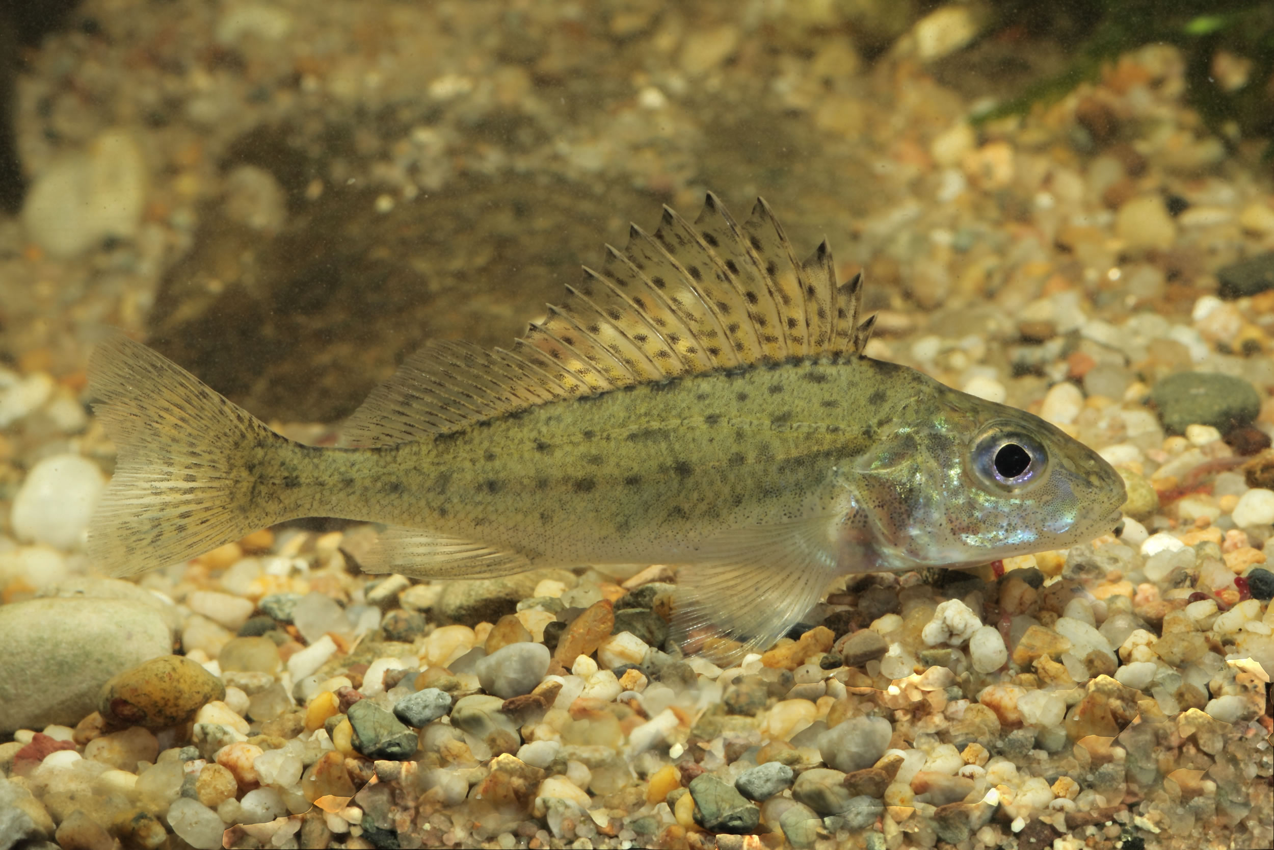 Kaulbarsch - Landesfischereiverband Bayern