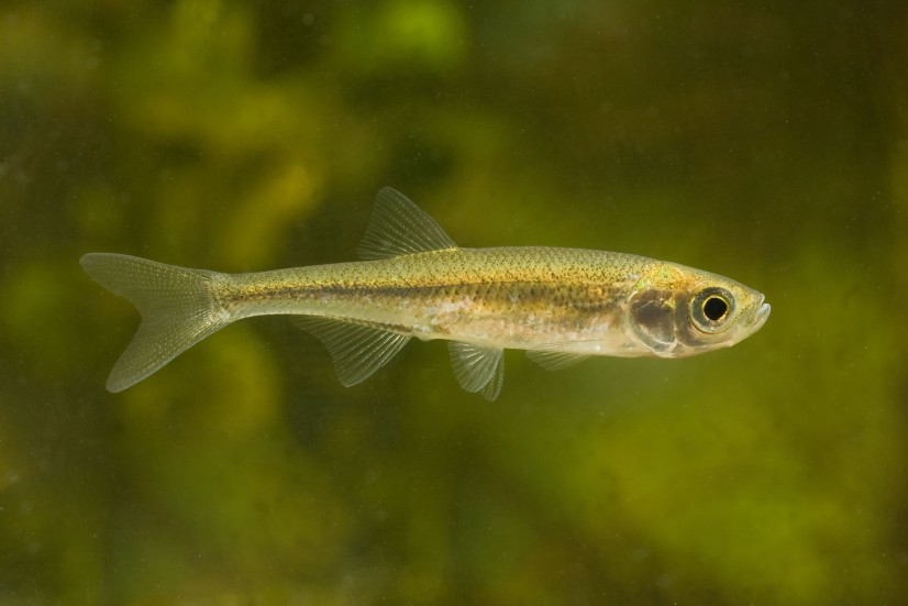Moderlieschen - Landesfischereiverband Bayern
