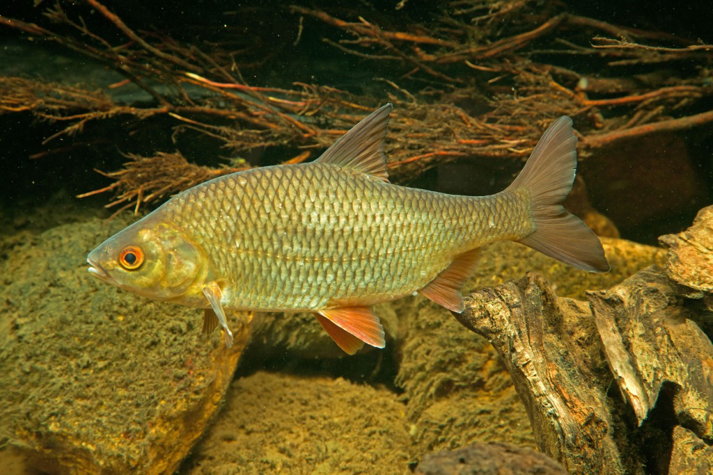 Rotauge - Landesfischereiverband Bayern