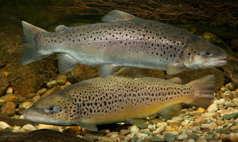 Seeforelle - Landesfischereiverband Bayern