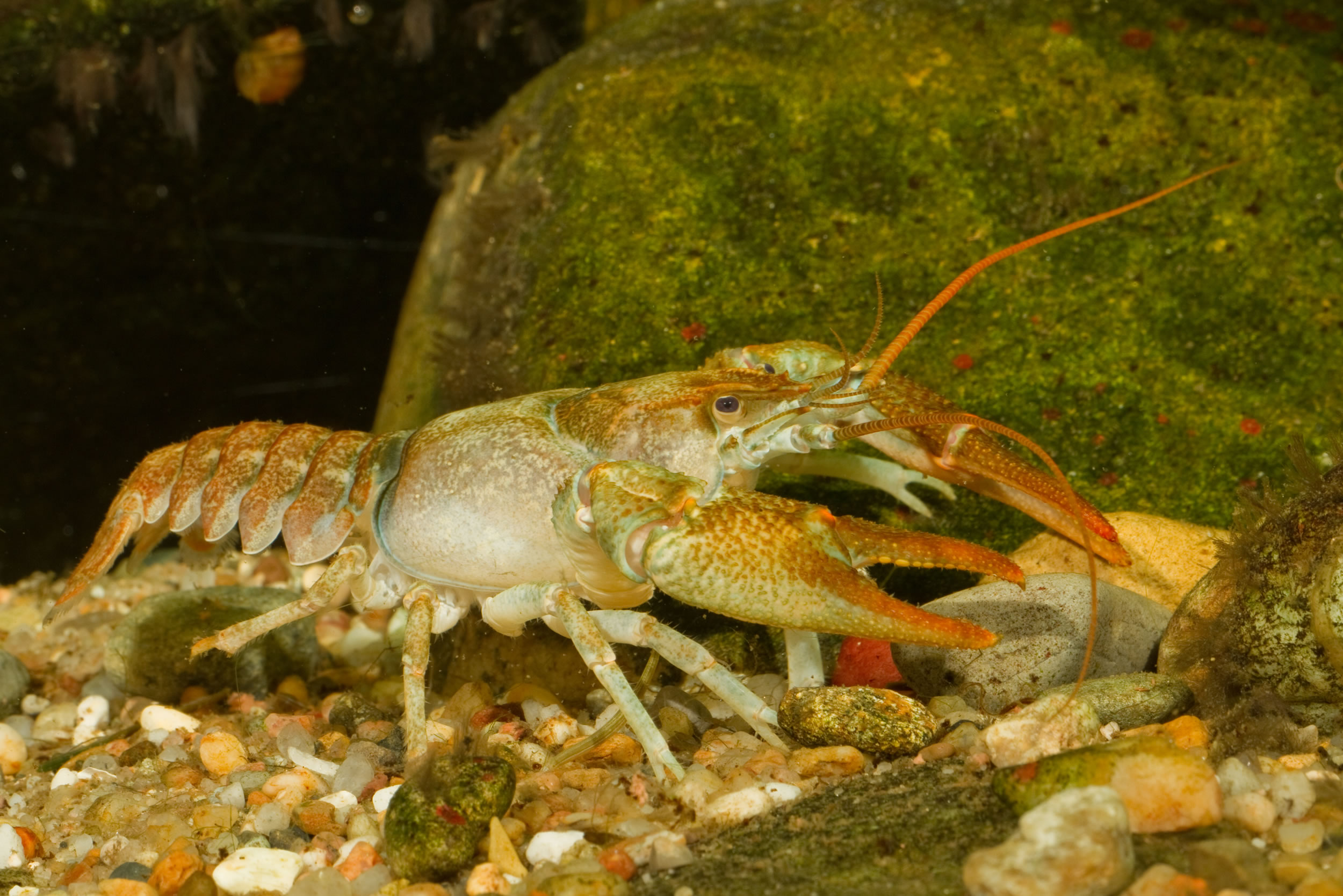 Steinkrebs - Landesfischereiverband Bayern