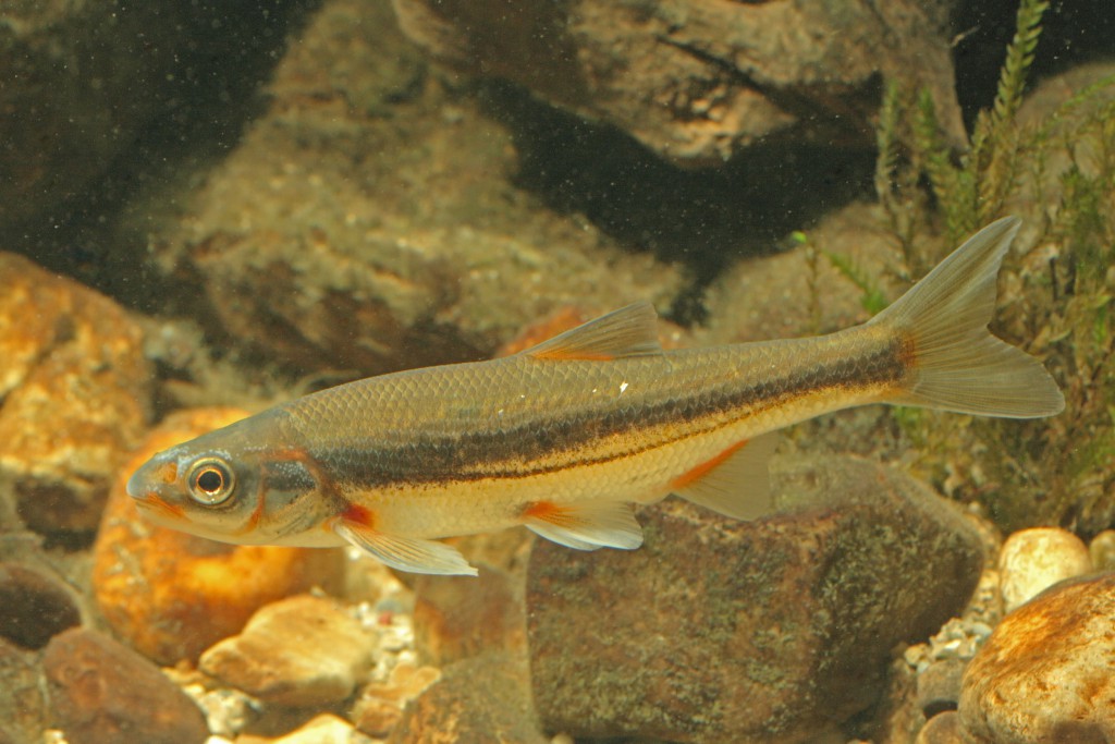 Strömer - Landesfischereiverband Bayern