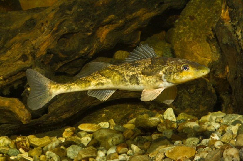 Zingel - Landesfischereiverband Bayern