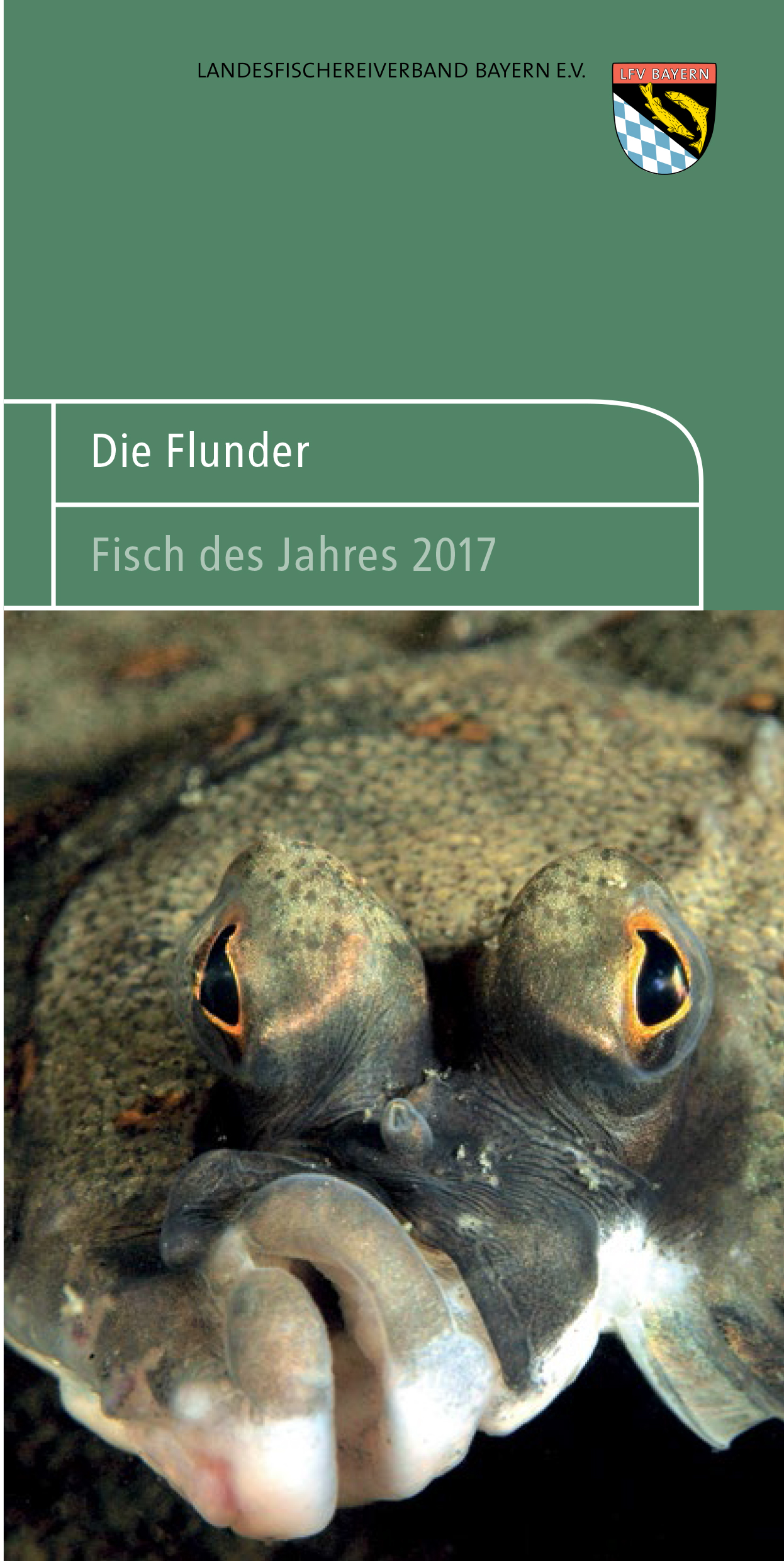 Fische des Jahres 2017: Die Flunder - Landesfischereiverband Bayern